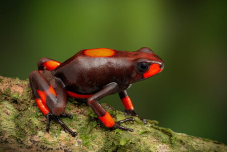 Top 10 Giftigste Dieren Ter Wereld - Alletop10lijstjes