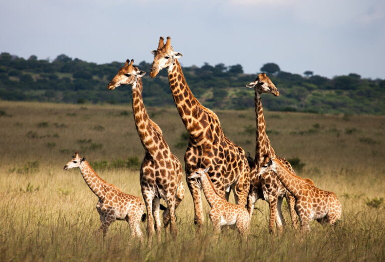 Top 10 Grootste Dieren op Aarde - Alletop10lijstjes