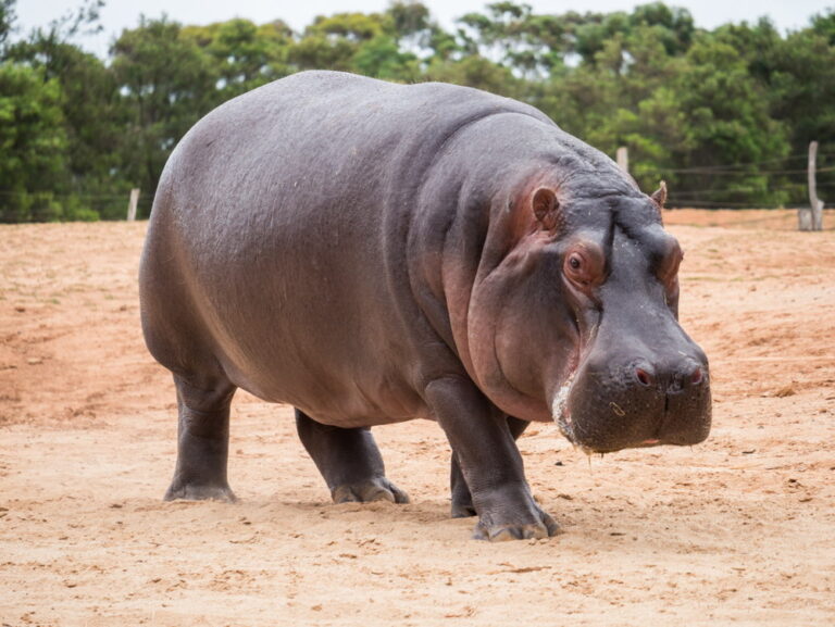 Top 10 Grootste Dieren op Aarde - Alletop10lijstjes