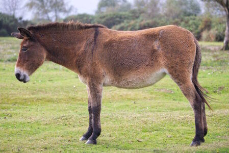 Top 10 Bizarre Hybride Dieren - Van Lijger tot Walfijn - Alletop10lijstjes