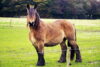 Top 10 Grootste Paardenrassen ter Wereld - Alletop10lijstjes