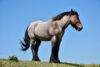 Top 10 Grootste Paardenrassen ter Wereld - Alletop10lijstjes