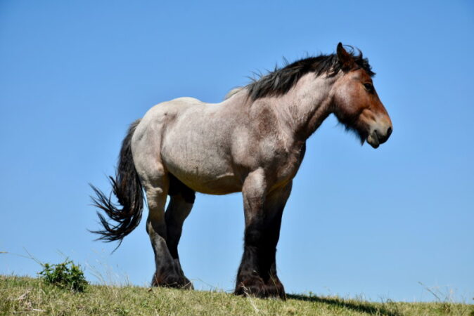 Top 10 Grootste Paardenrassen ter Wereld - Alletop10lijstjes