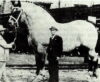 Top 10 Grootste Paardenrassen ter Wereld - Alletop10lijstjes