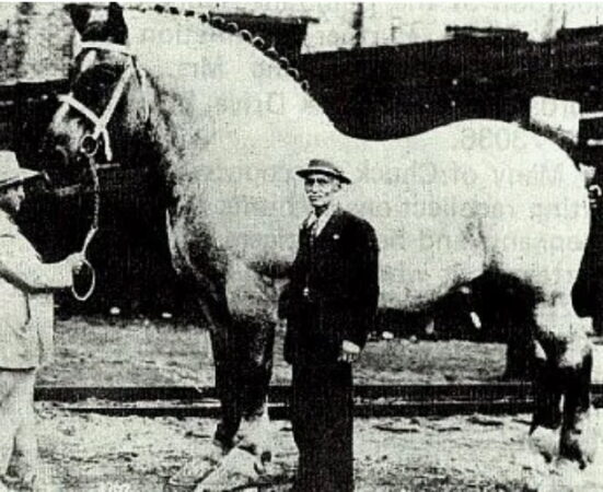 Top 10 Grootste Paardenrassen ter Wereld - Alletop10lijstjes