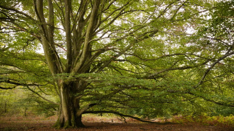 Top 10 Meest voorkomende bomen in Nederland - Alletop10lijstjes