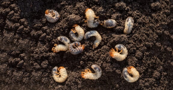 Top 10 veel voorkomende plagen in de tuin - Alletop10lijstjes