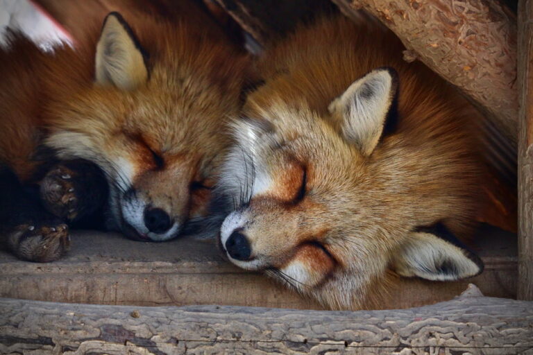 10 Monogame Dieren - Deze trouwe dieren blijven altijd bij elkaar ...