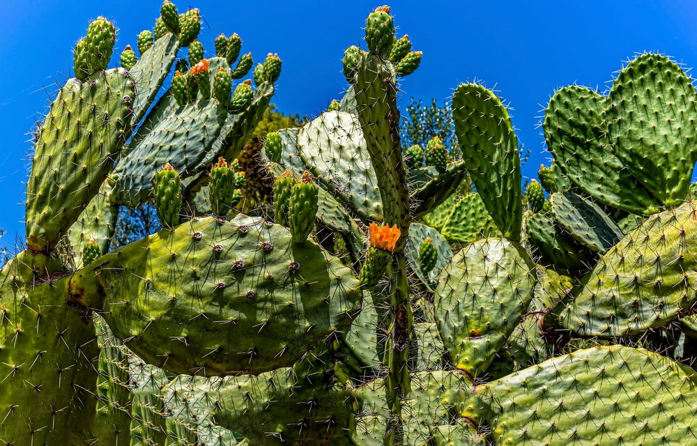 10 Stekelige Weetjes over Cactussen - Alletop10lijstjes