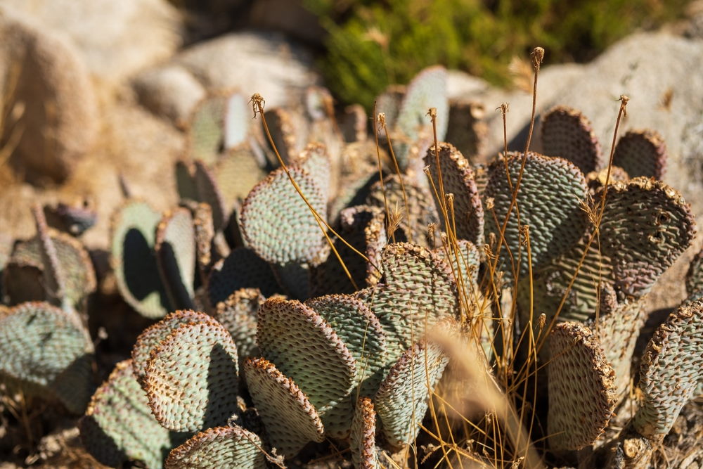 10 Stekelige Weetjes over Cactussen - Alletop10lijstjes