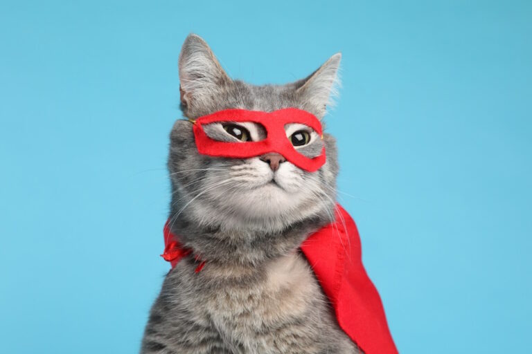 Top 10 Unieke Weetjes over Katten - Top 10 Nederland
