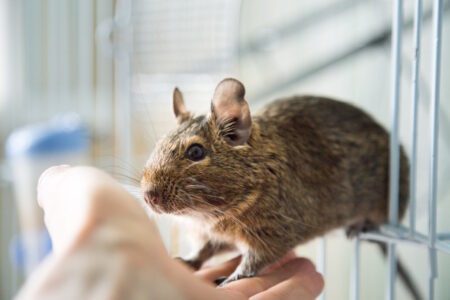 10 Unieke dieren die mensen als huisdier houden - Alletop10lijstjes