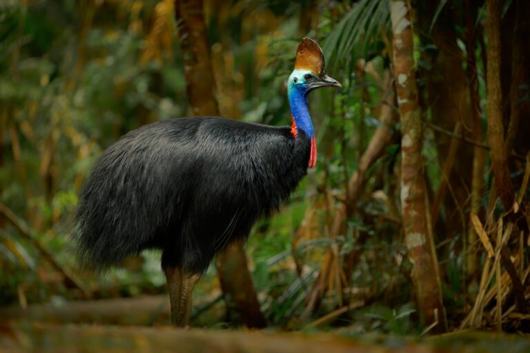 10 Unieke Dieren van Australië - Alletop10lijstjes