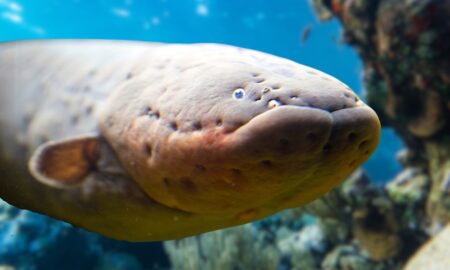 10 Unieke Dieren die leven in de Amazone - Alletop10lijstjes