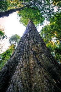 Top 10 Hoogste Bomen ter Wereld - Alletop10lijstjes