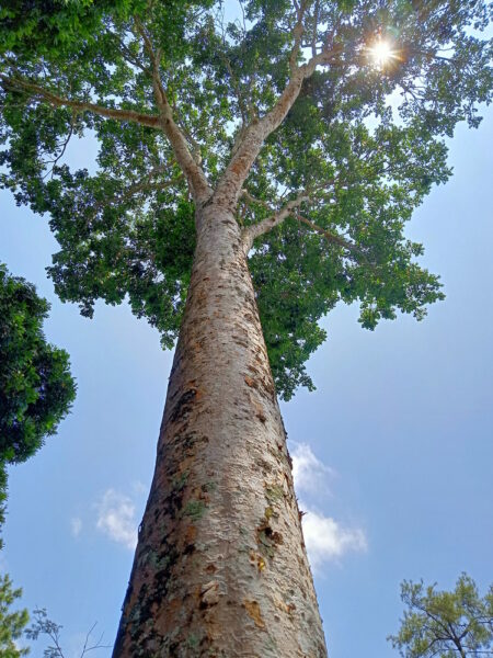 Top 10 Hoogste Bomen ter Wereld - Alletop10lijstjes