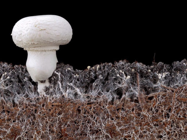 10 Interessante weetjes over Paddenstoelen - Alletop10lijstjes