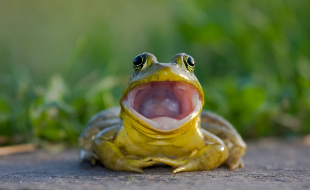 Top 10 Invasieve soorten die alles veranderden - Alletop10lijstjes