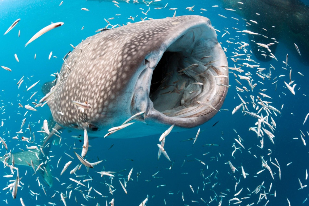 Top 10 Grootste Vissen die in de Oceanen rondzwemmen - Alletop10lijstjes